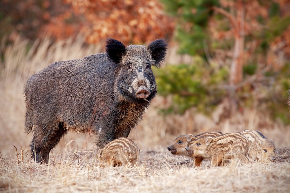 Wild Animal Welfare - Welfare Footprint Institute