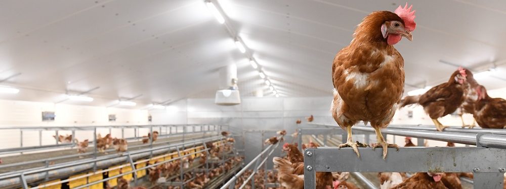Transition to cage-free systems - Welfare Footprint Institute