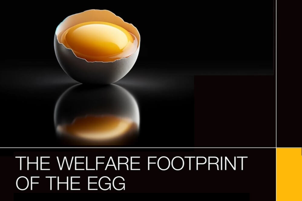 The Welfare Footprint of the Egg - Welfare Footprint Institute